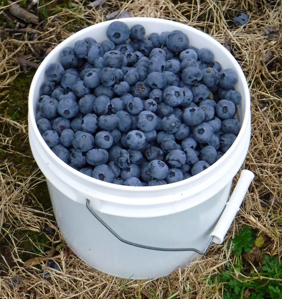 Hazen's Riverside Blueberries Coquille Oregon | Oregon's Finest U-Pick ...