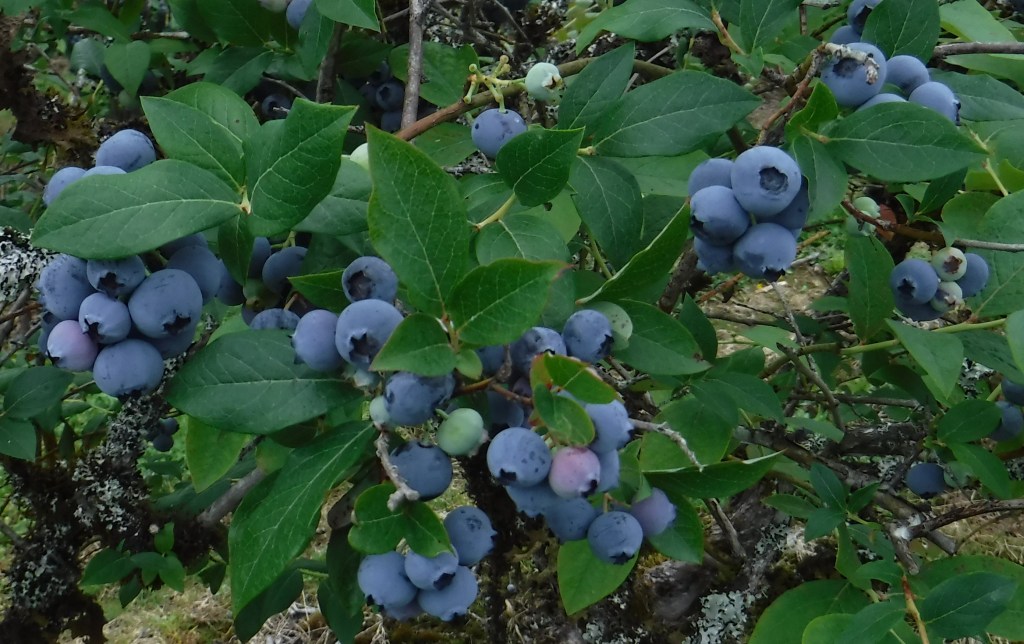 Hazen's Riverside Blueberries Coquille Oregon | Oregon's Finest U-Pick ...