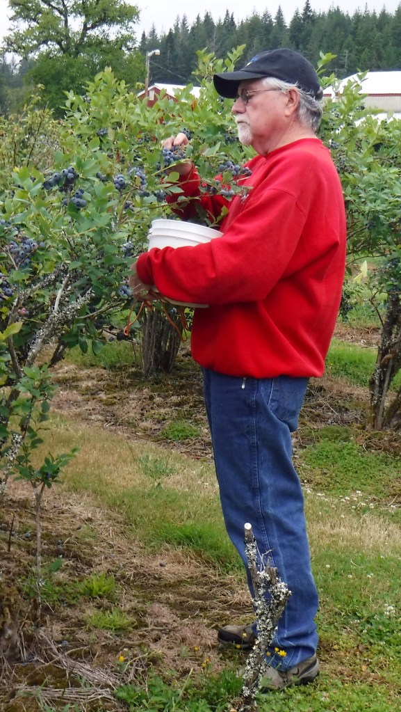 Hazen's Riverside Blueberries Coquille Oregon | Oregon's Finest U-Pick ...