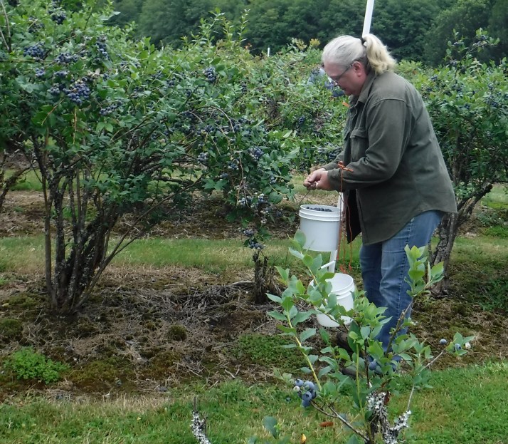 Hazen's Riverside Blueberries Coquille Oregon | Oregon's Finest U-Pick ...